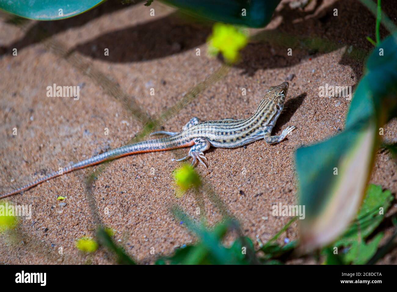 A close up image of Schreiber's fringe-fingered lizard (Acanthodactylus ...