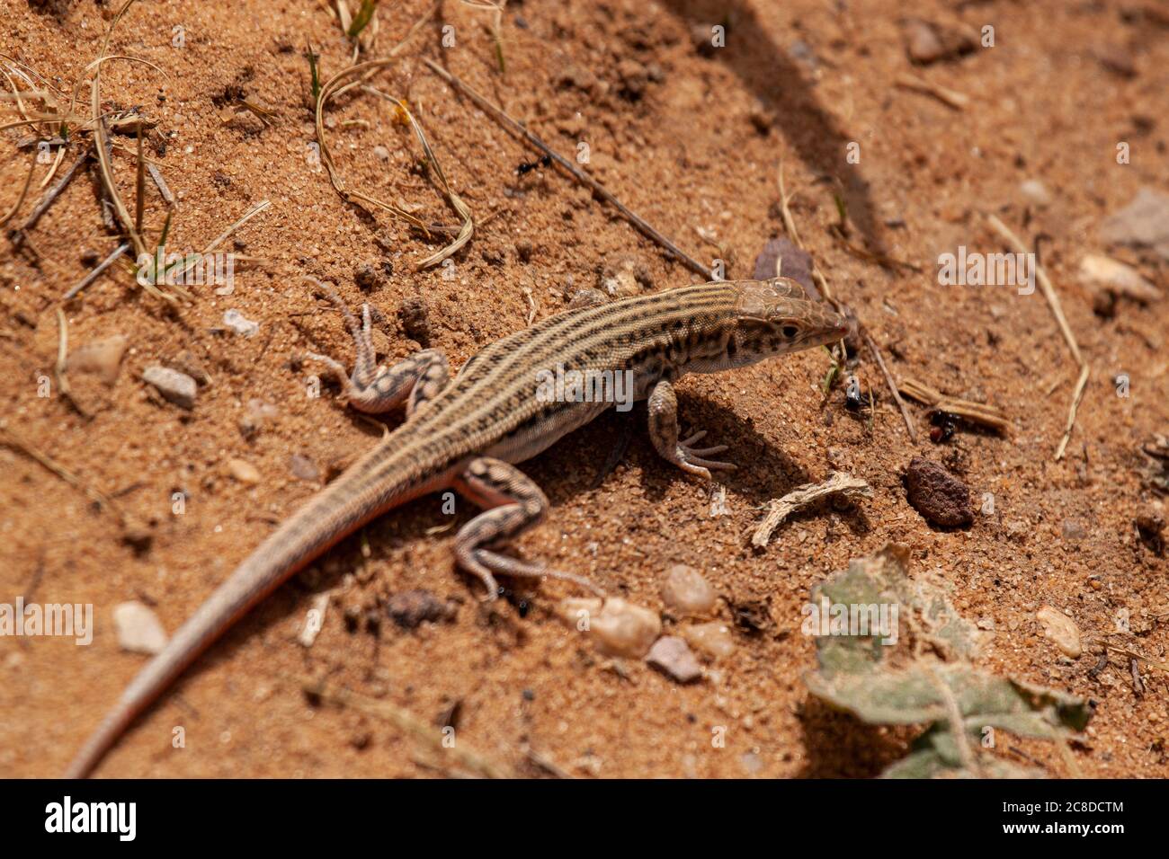 A close up image of Schreiber's fringe-fingered lizard (Acanthodactylus ...