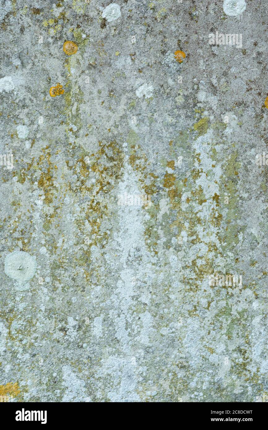 Natural pattern and texture formed with lichen on an old slab of stone ...