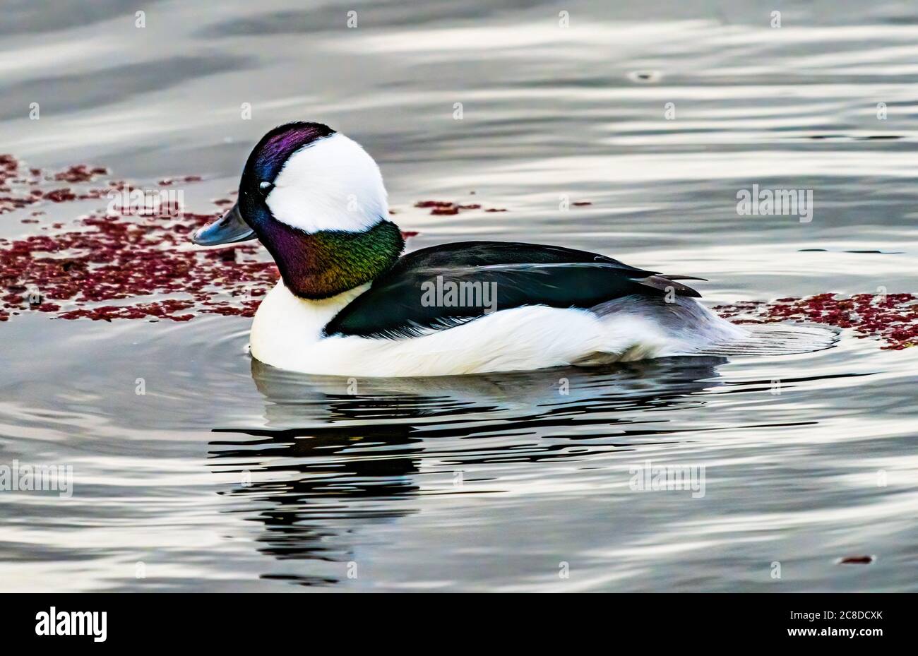 Male Bufflehead Duck Lake Washington Juanita Bay Park Kirkland ...