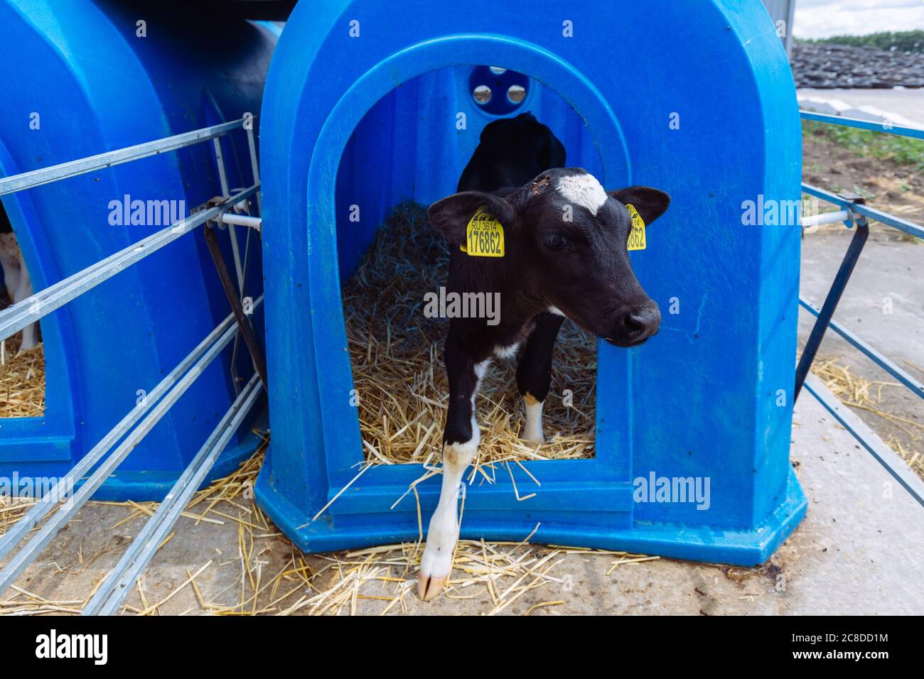 Calf house box hi-res stock photography and images - Alamy