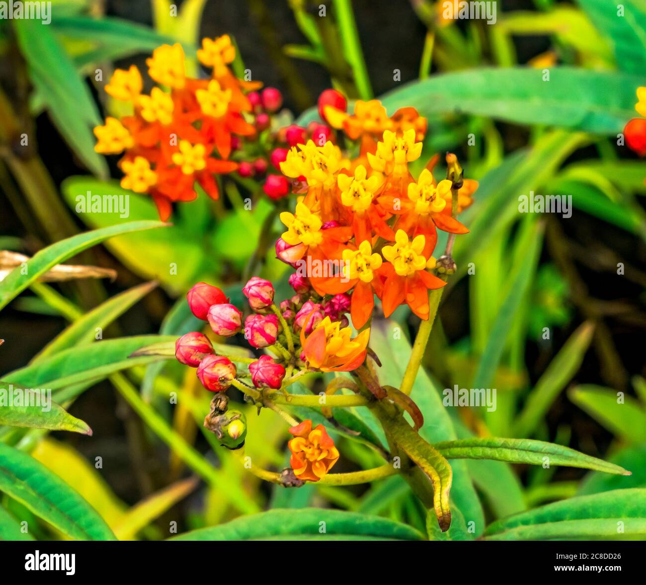 Orange Yellow Tropical Milkweed Asclepias Curassavica Green Leaves ...
