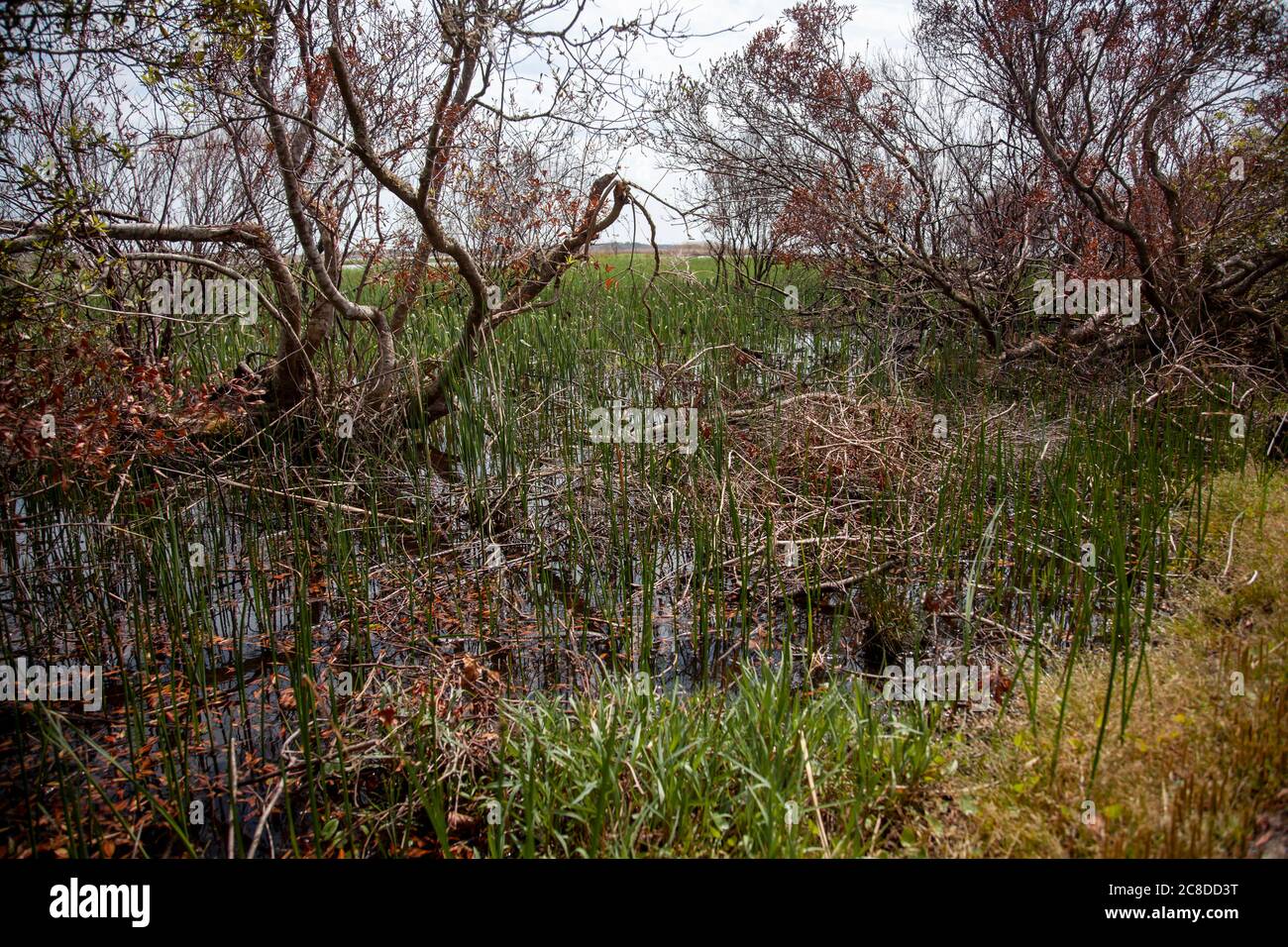 Bay are wildlife hi-res stock photography and images - Alamy
