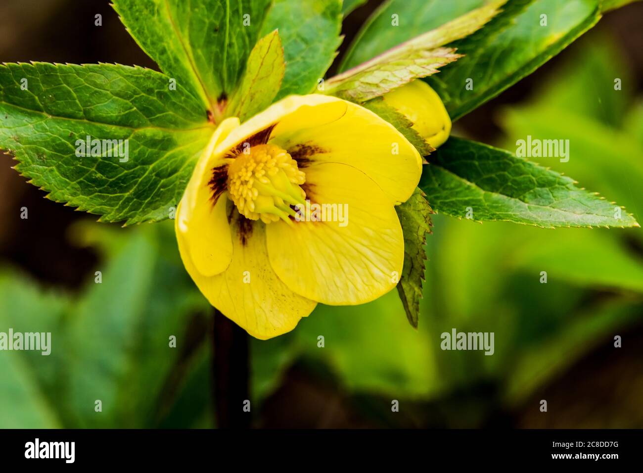 Yellow Helleborus Orientalis Lenten Rose Blooming Macro. Native to ...