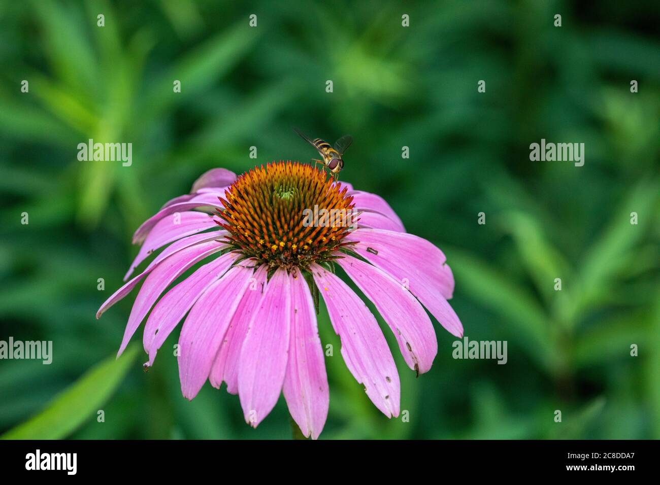 American hoverfly on purple coneflower Stock Photo - Alamy
