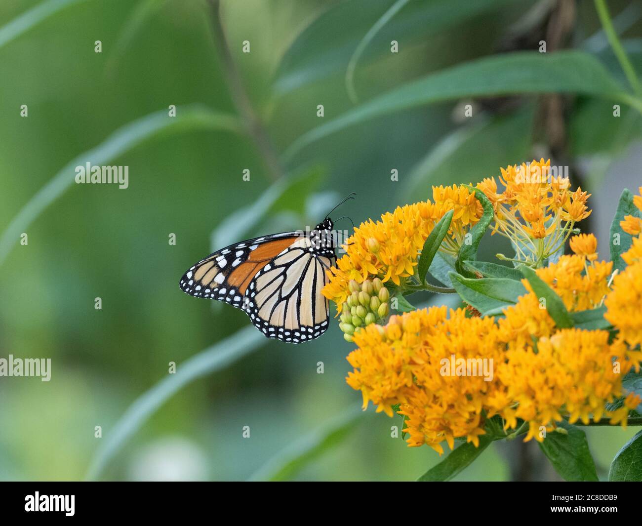 Monarch butterfly on butterfly weed Stock Photo - Alamy