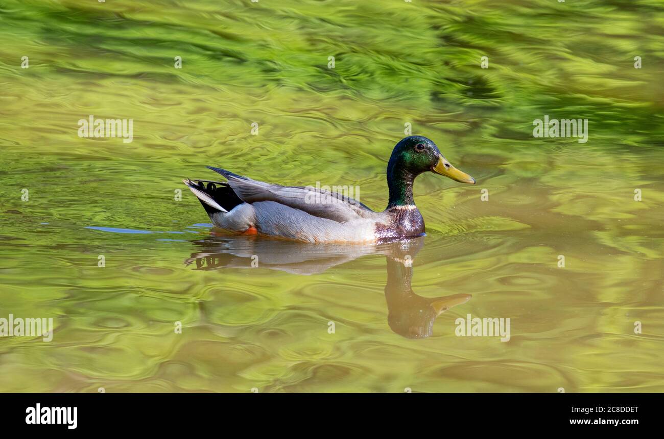 Mallard and reflection hi-res stock photography and images - Alamy