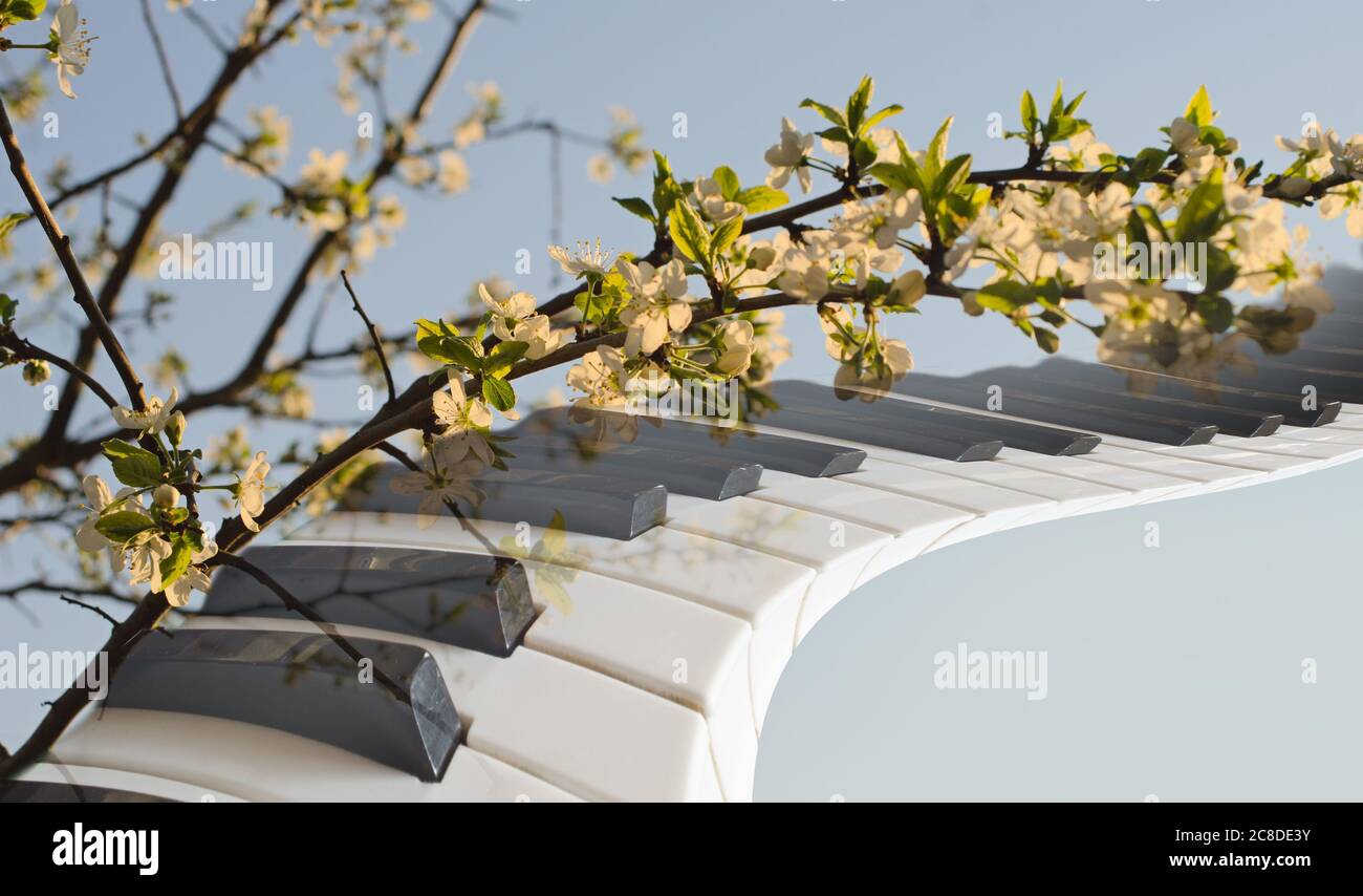 curved piano keyboard on the background of spring flowers of plum tree ...