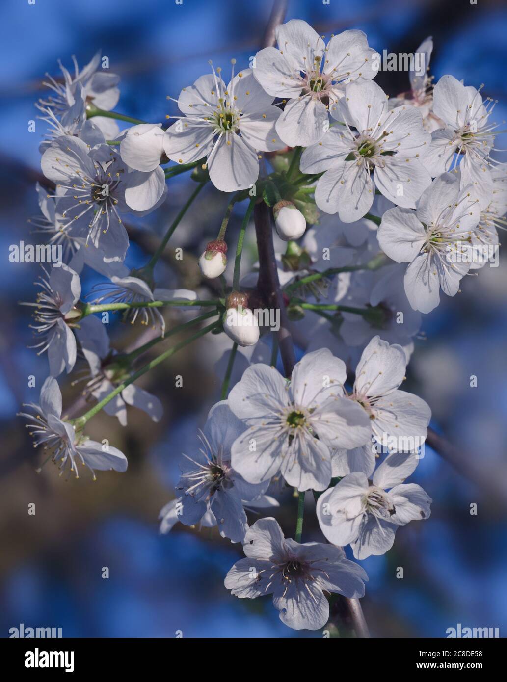 the flowers of cherry, shot close-up in the evening, the rays of the ...
