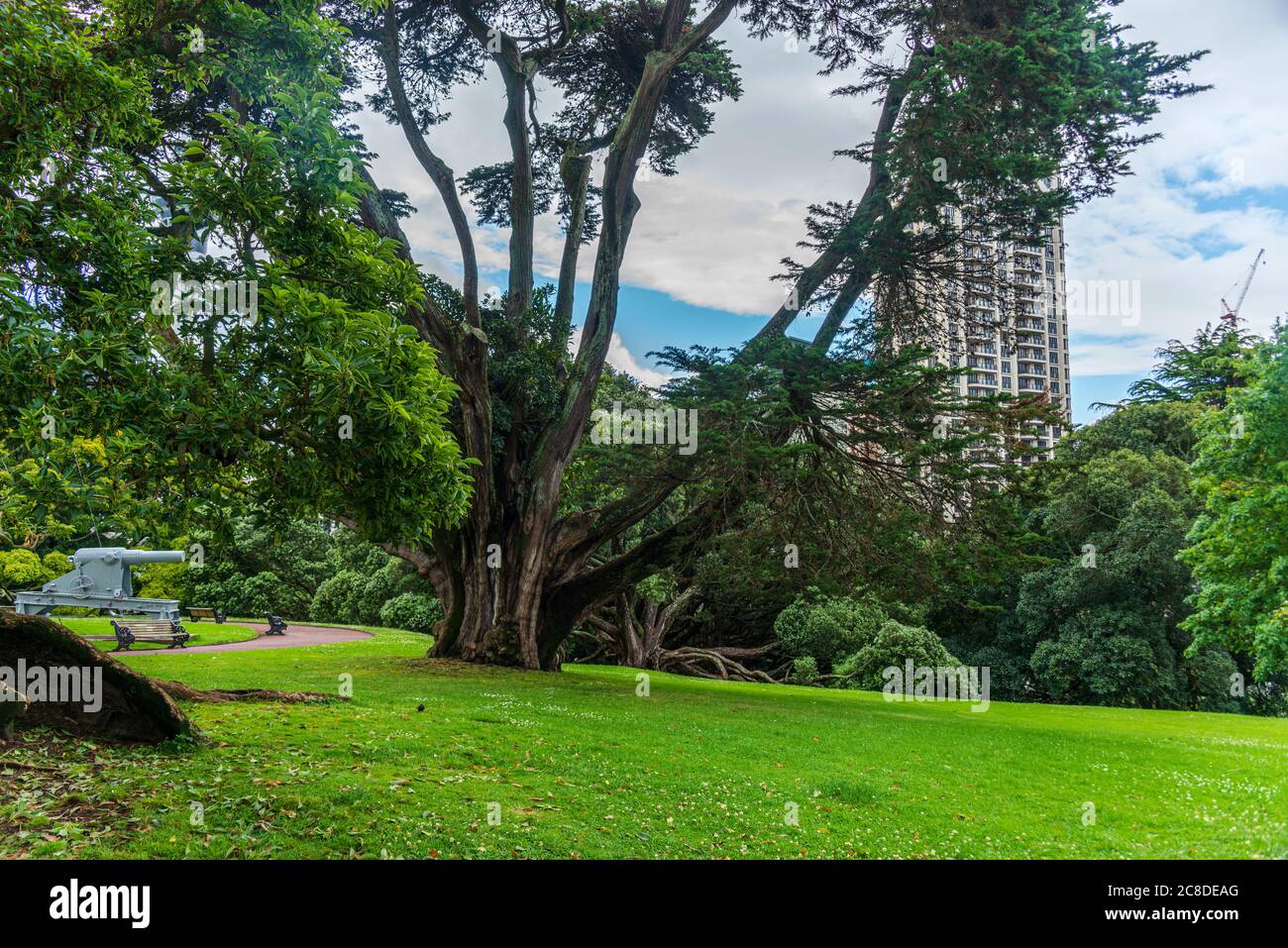 Kauri tree in a park in Auckland, New Zealand Stock Photo - Alamy