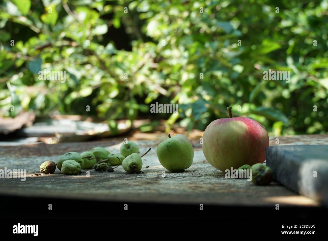 An apple, prematurely dropped from a tree together with other apple ...