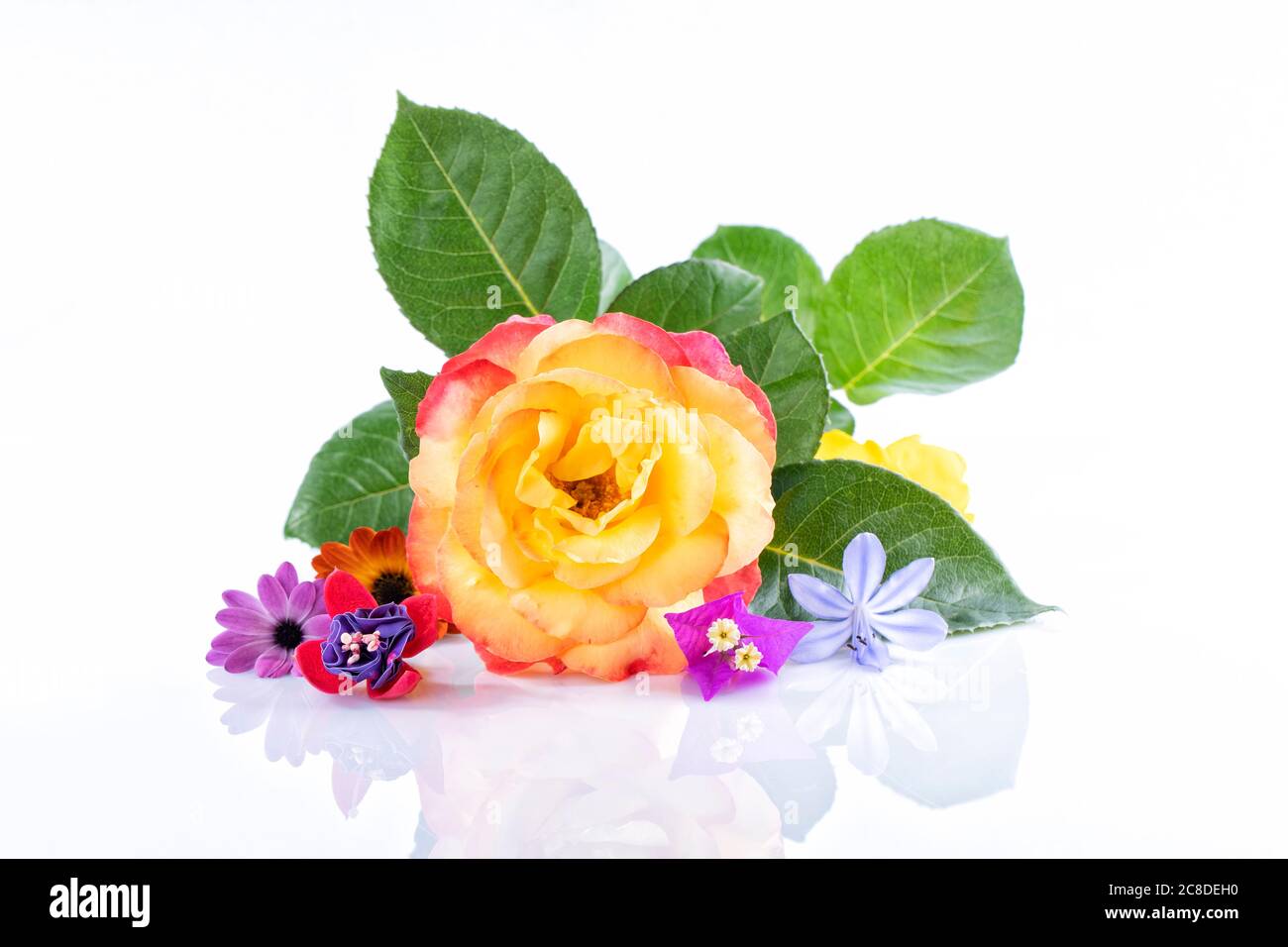 A two color rose next to other flowers isolated on white Stock Photo ...