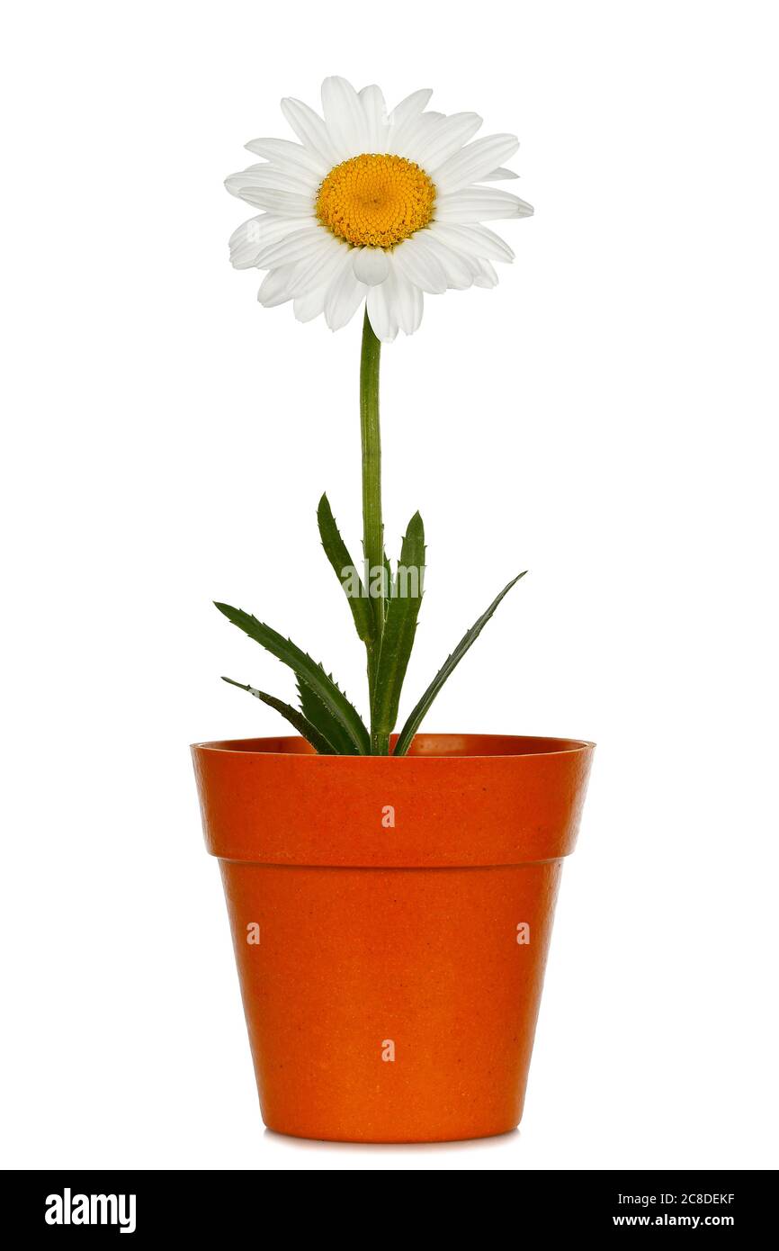 daisy flower in flower pot isolated Stock Photo - Alamy