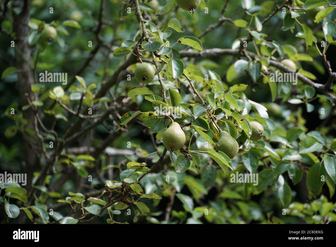 Pear Williams tree detail with young fruits in the middle of the summer ...