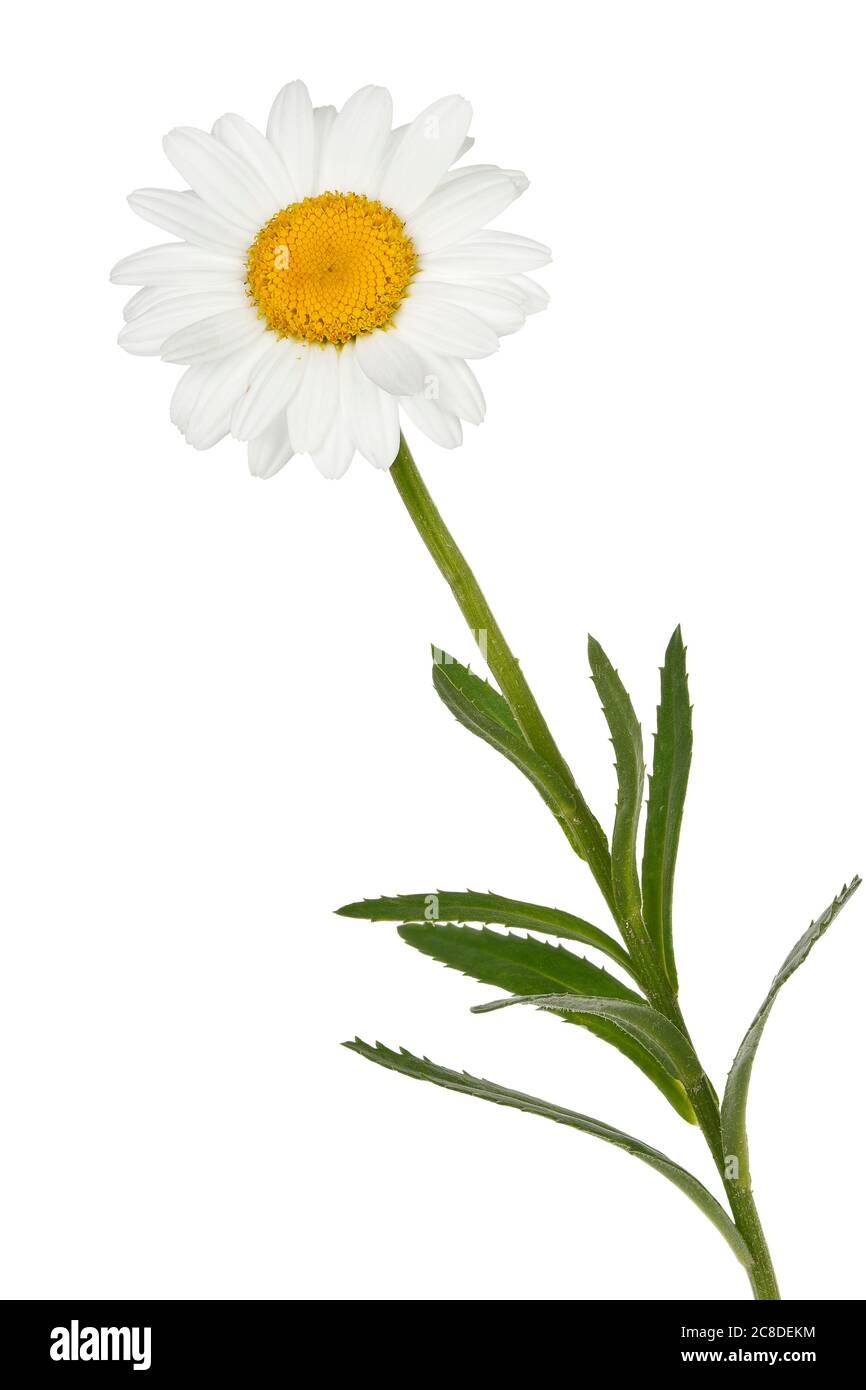 daisy flower isolated on white background Stock Photo - Alamy