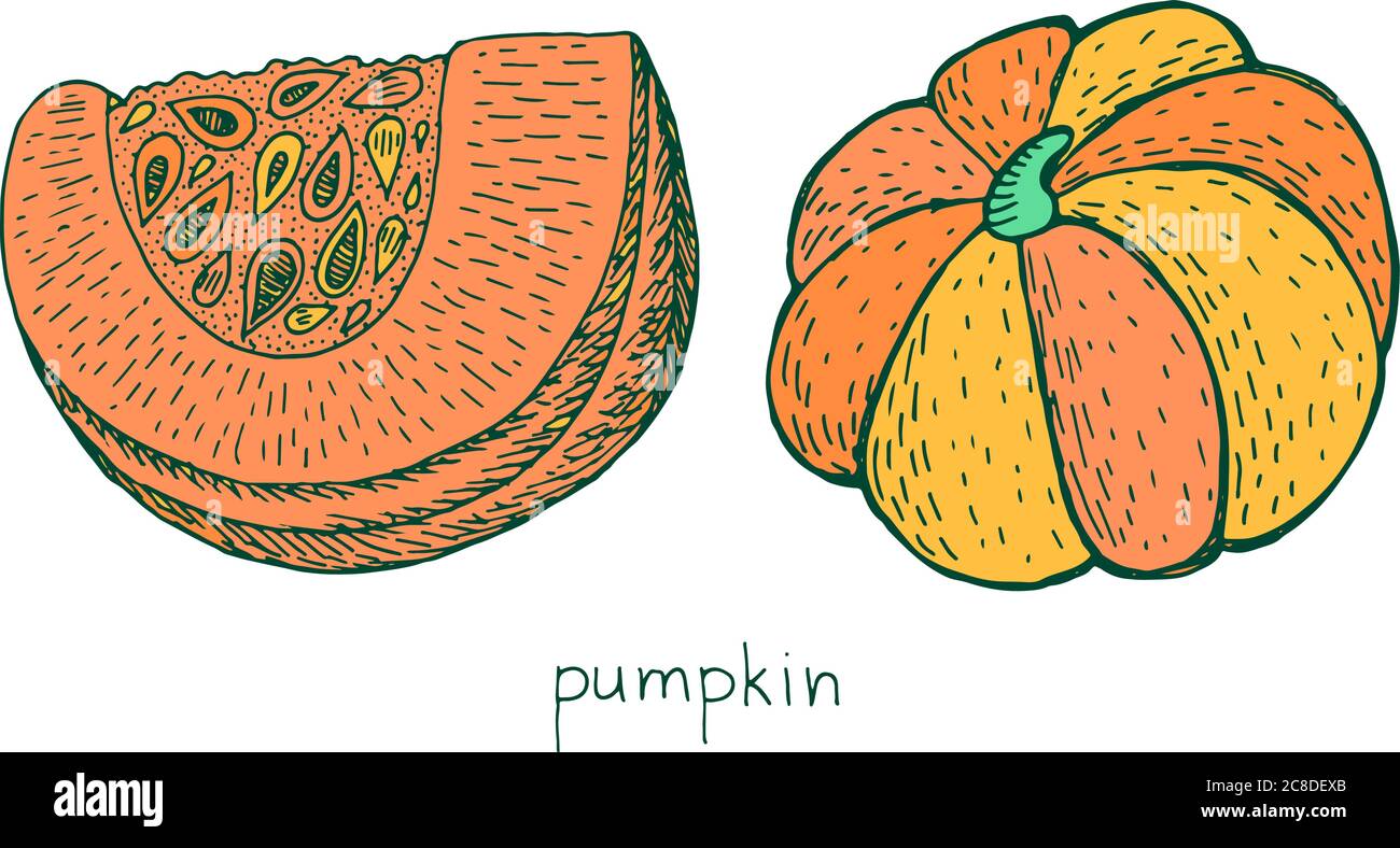 Pumpkin colorful sketch. Hand drawn autumn food illustration. Cute ...