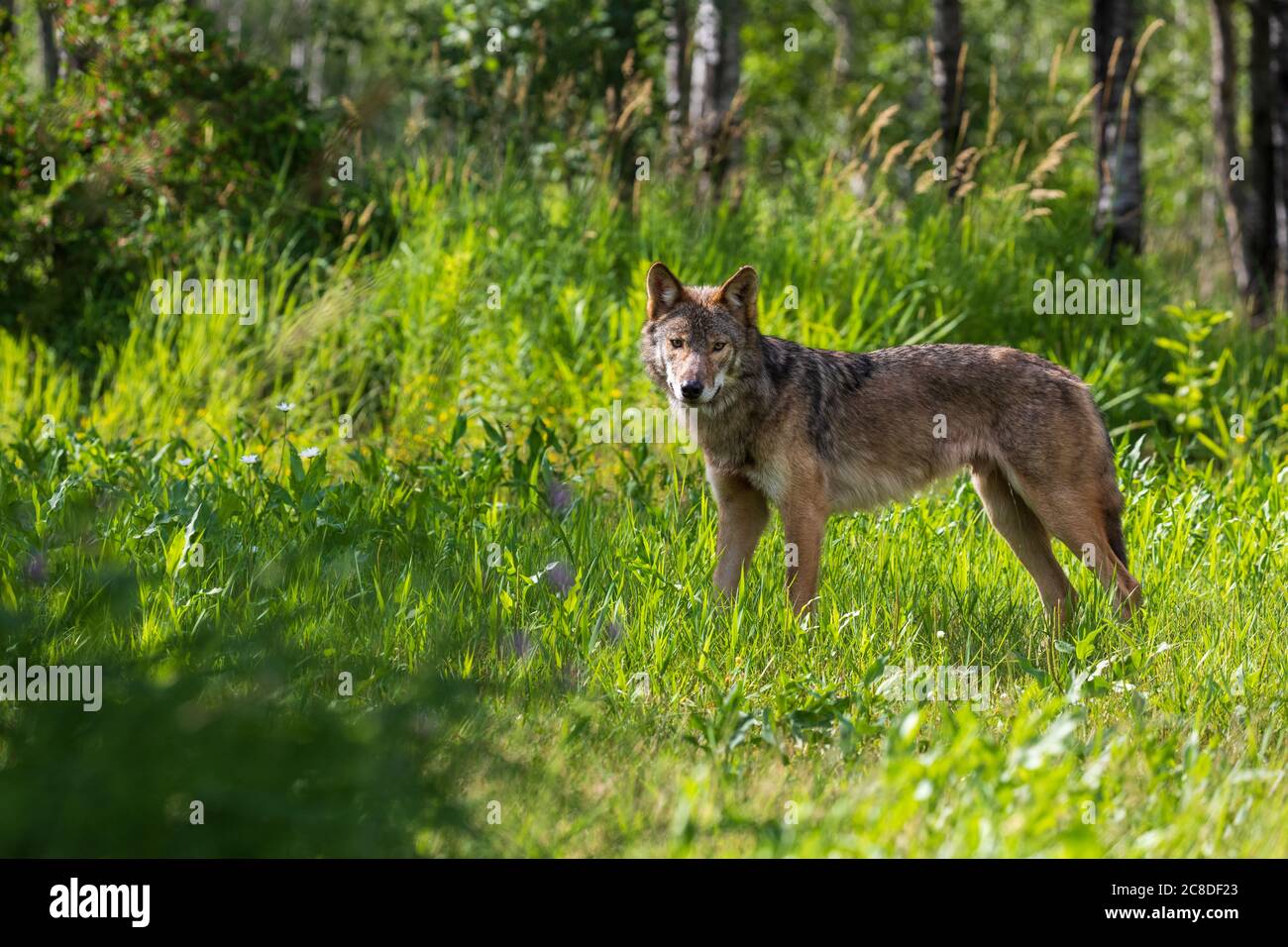Gray wolf in northern Wisconsin Stock Photo - Alamy