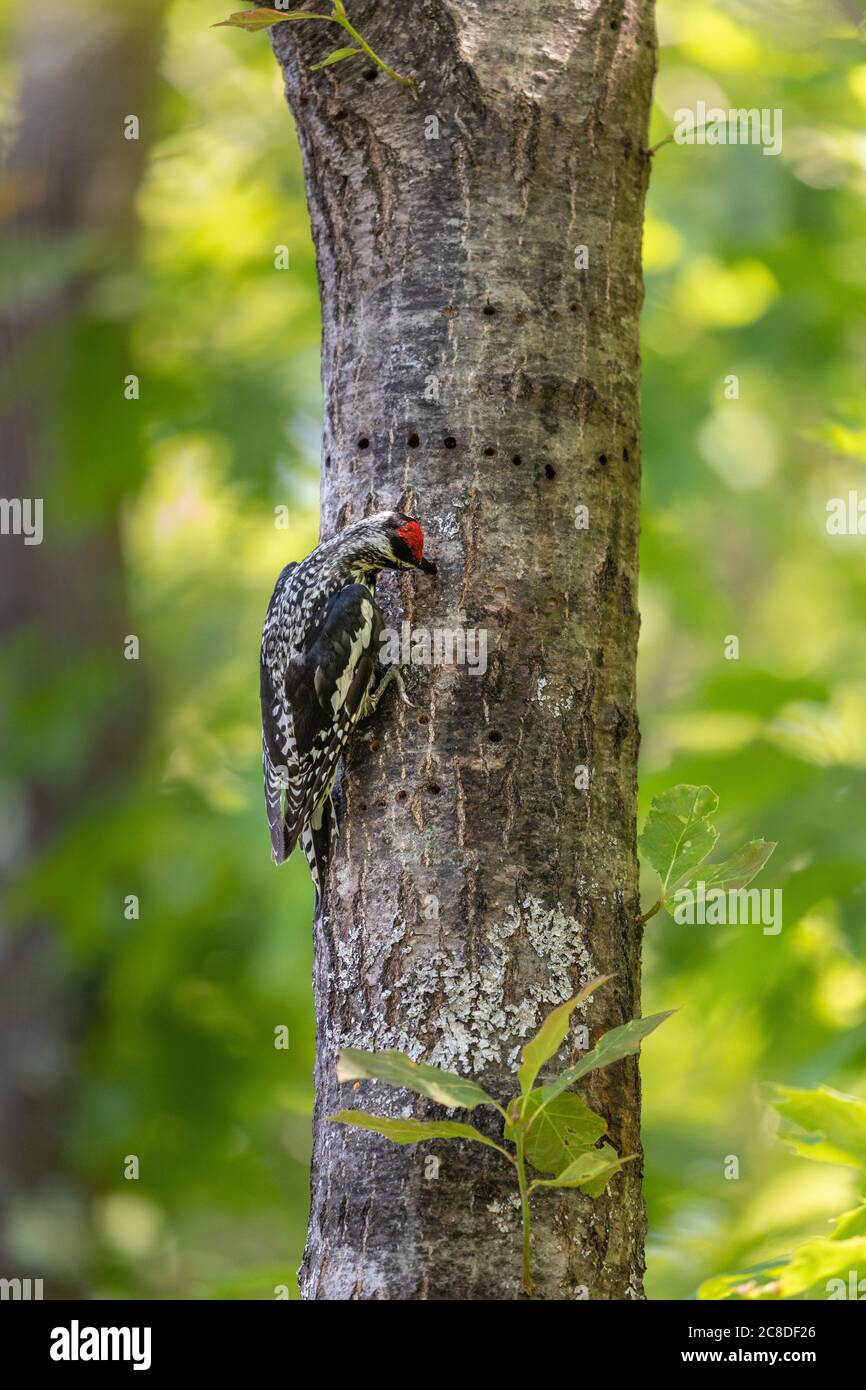 Female yellow-bellied sapsucker in northern Wisconsin Stock Photo - Alamy