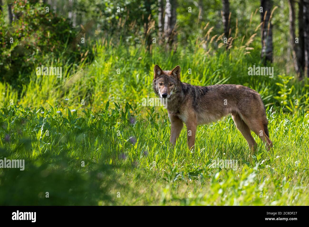 Gray wolf in northern Wisconsin Stock Photo - Alamy