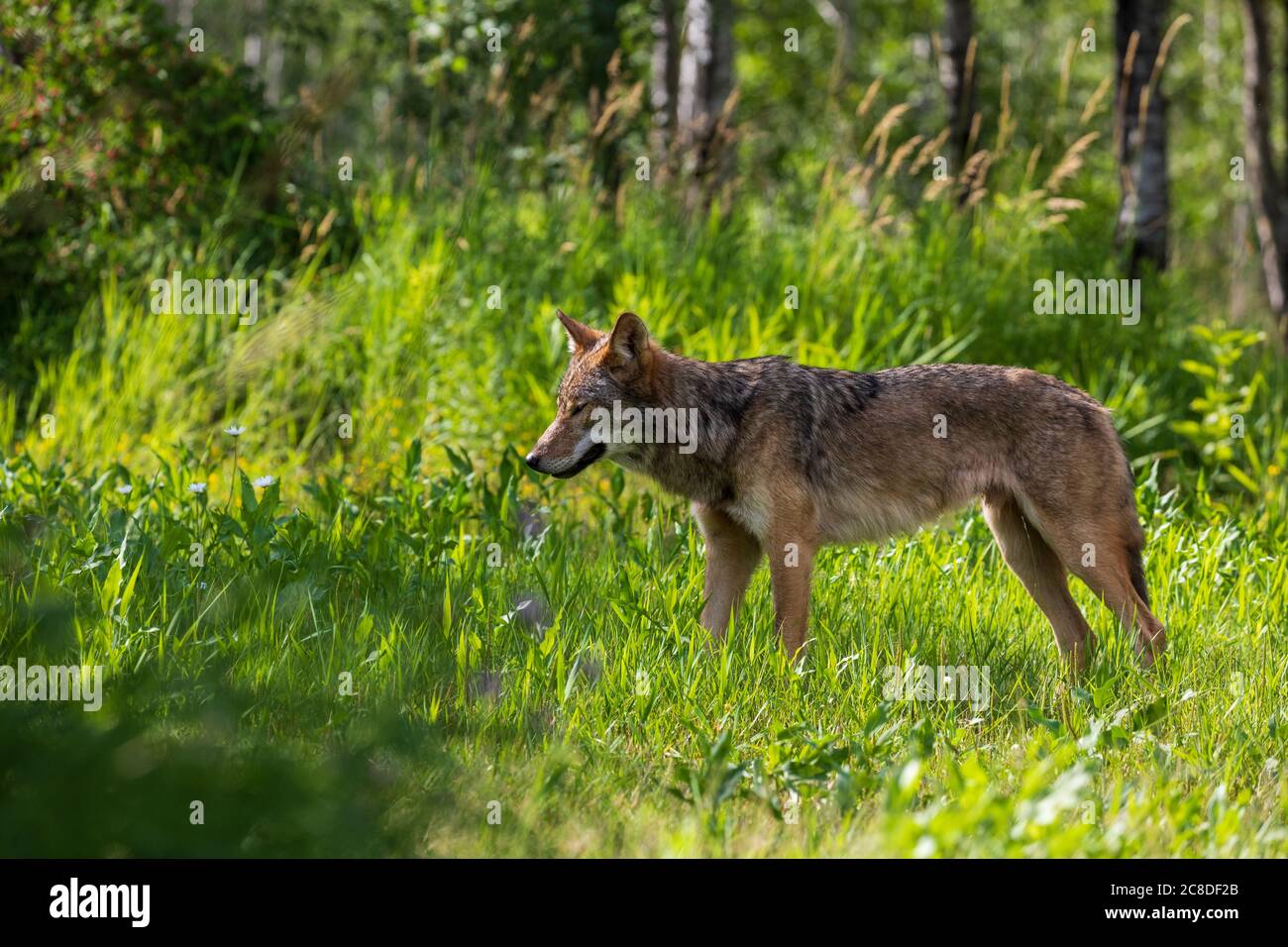 Gray wolf in northern Wisconsin Stock Photo - Alamy