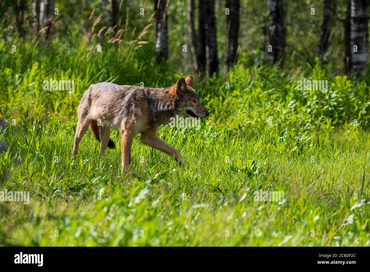 Gray wolf in northern Wisconsin Stock Photo - Alamy