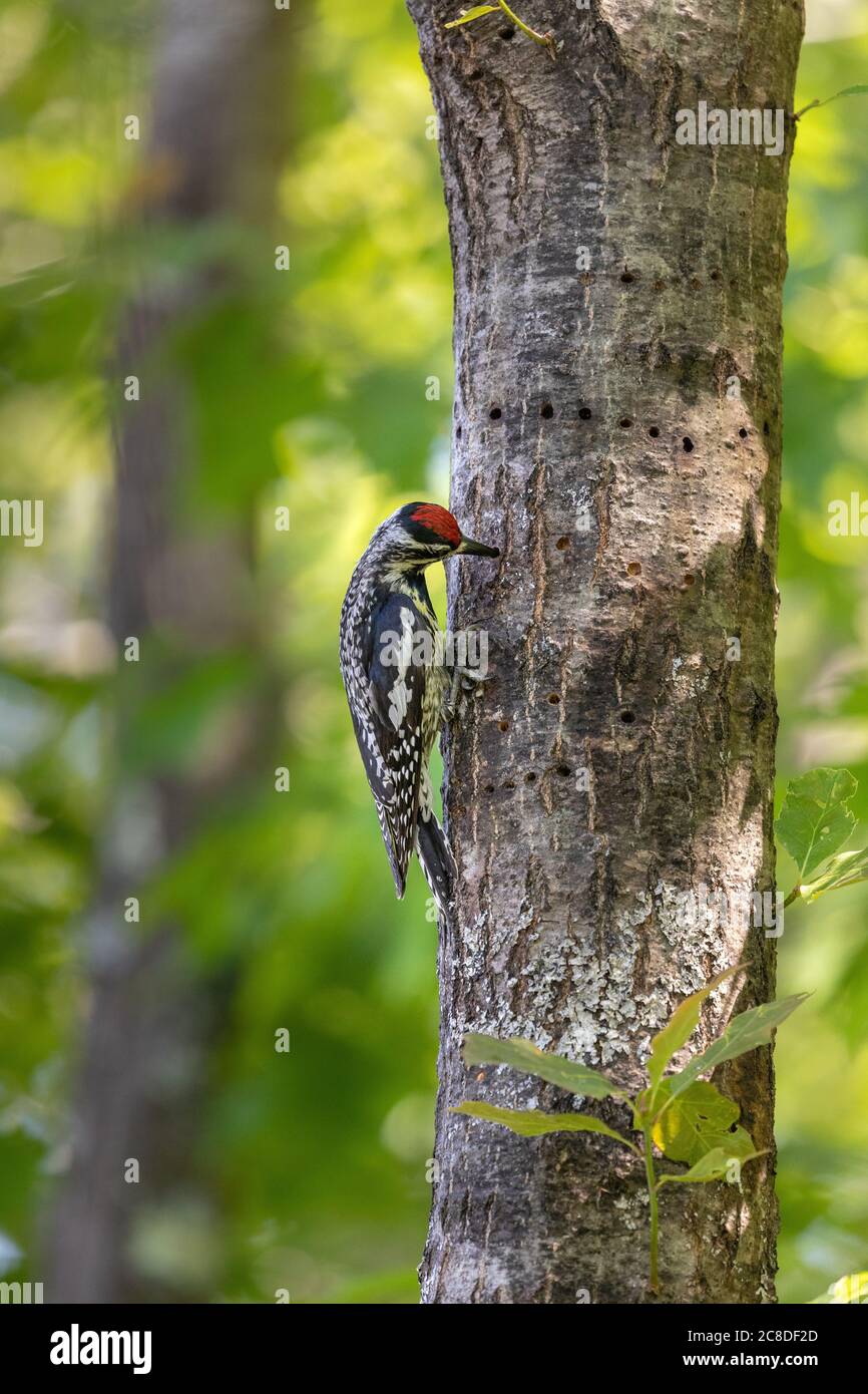 Female yellow-bellied sapsucker in northern Wisconsin Stock Photo - Alamy