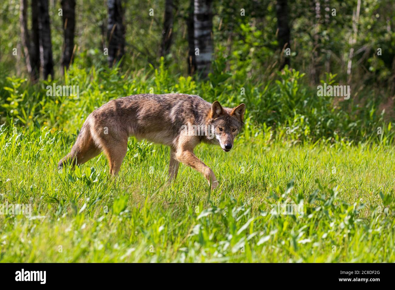 Gray wolf in northern Wisconsin Stock Photo - Alamy