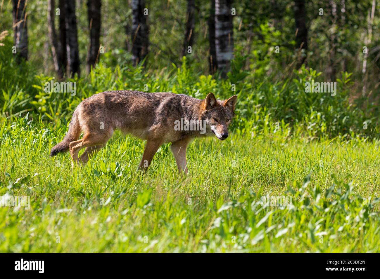 Gray wolf in northern Wisconsin Stock Photo - Alamy