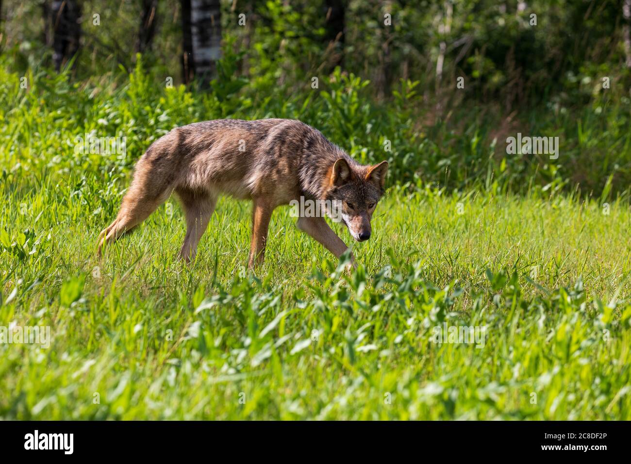 Gray wolf in northern Wisconsin Stock Photo - Alamy