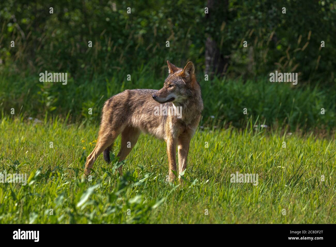 Gray wolf in northern Wisconsin Stock Photo - Alamy