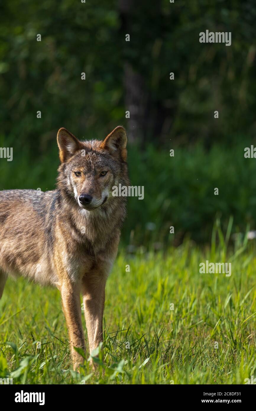 Gray wolf in northern Wisconsin Stock Photo - Alamy