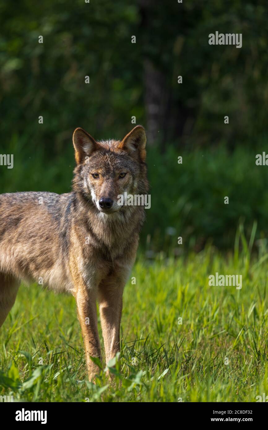 Gray wolf in northern Wisconsin Stock Photo - Alamy