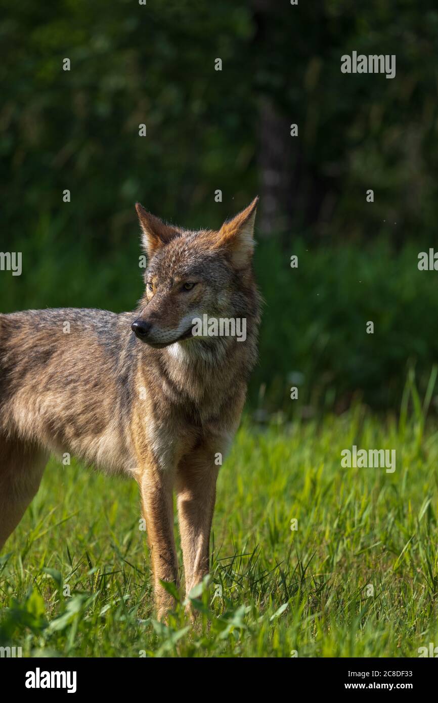 Gray wolf in northern Wisconsin Stock Photo - Alamy