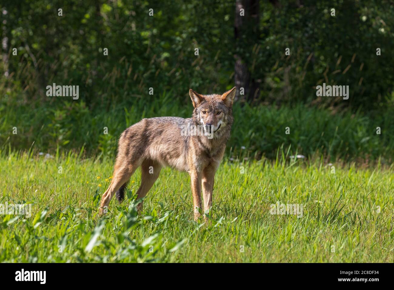 Gray wolf in northern Wisconsin Stock Photo - Alamy
