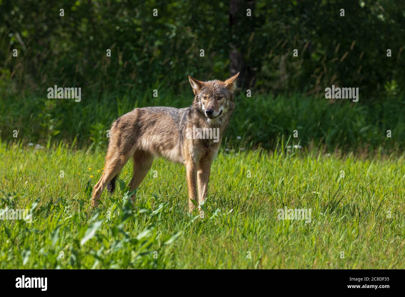 Gray wolf in northern Wisconsin Stock Photo - Alamy