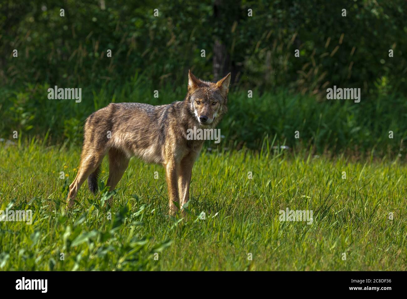 Gray wolf in northern Wisconsin Stock Photo - Alamy