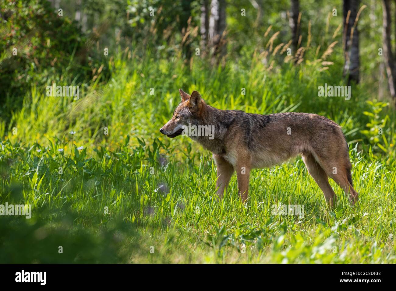 Gray wolf in northern Wisconsin Stock Photo - Alamy