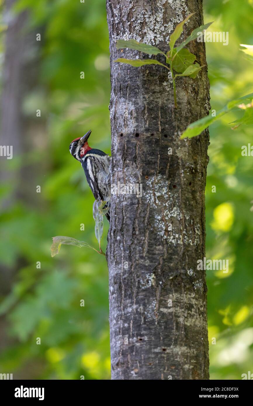 Sapsucker holes in tree hi-res stock photography and images - Alamy