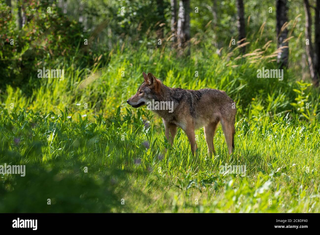 Gray wolf in northern Wisconsin Stock Photo - Alamy