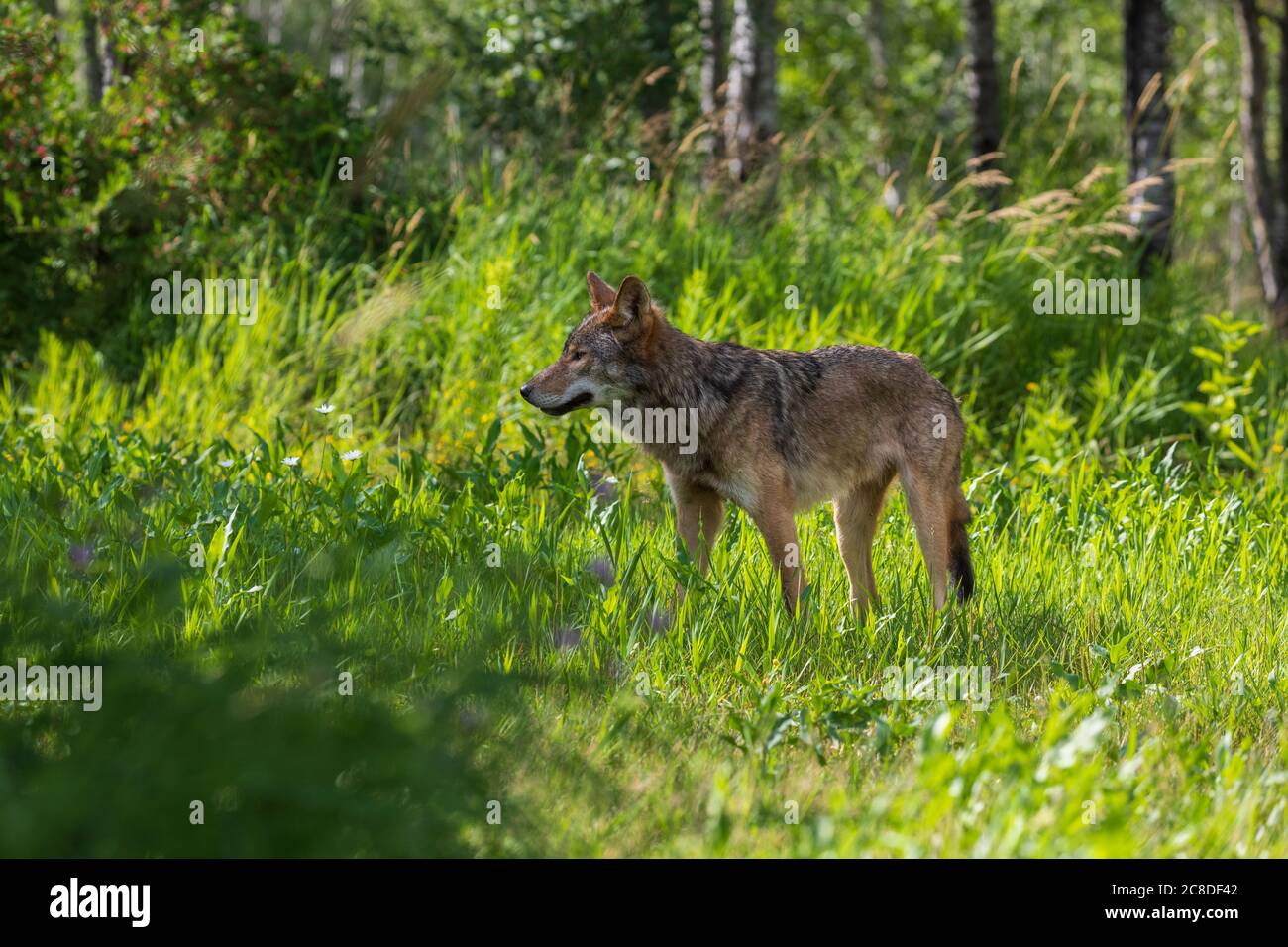 Gray wolf in northern Wisconsin Stock Photo - Alamy