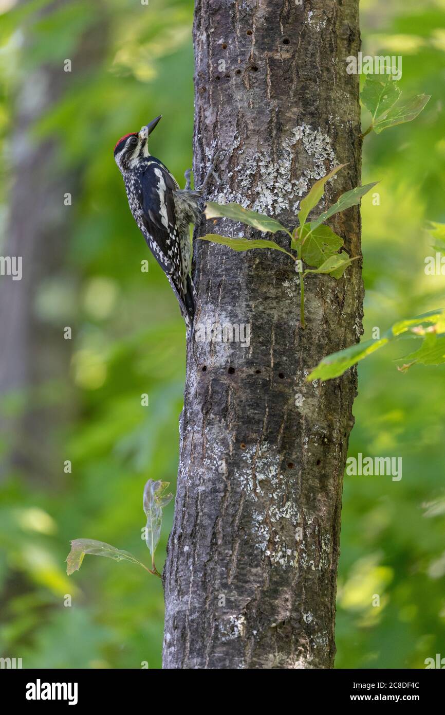 Female yellow-bellied sapsucker climbing an oak tree in northern ...