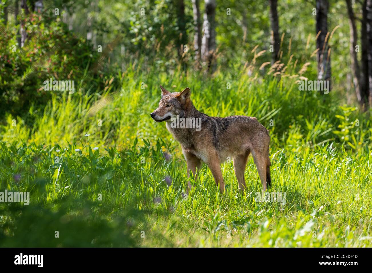 Gray wolf in northern Wisconsin Stock Photo - Alamy
