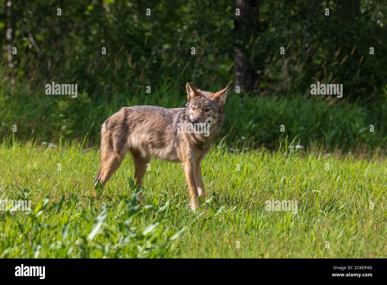 Gray wolf in northern Wisconsin Stock Photo - Alamy