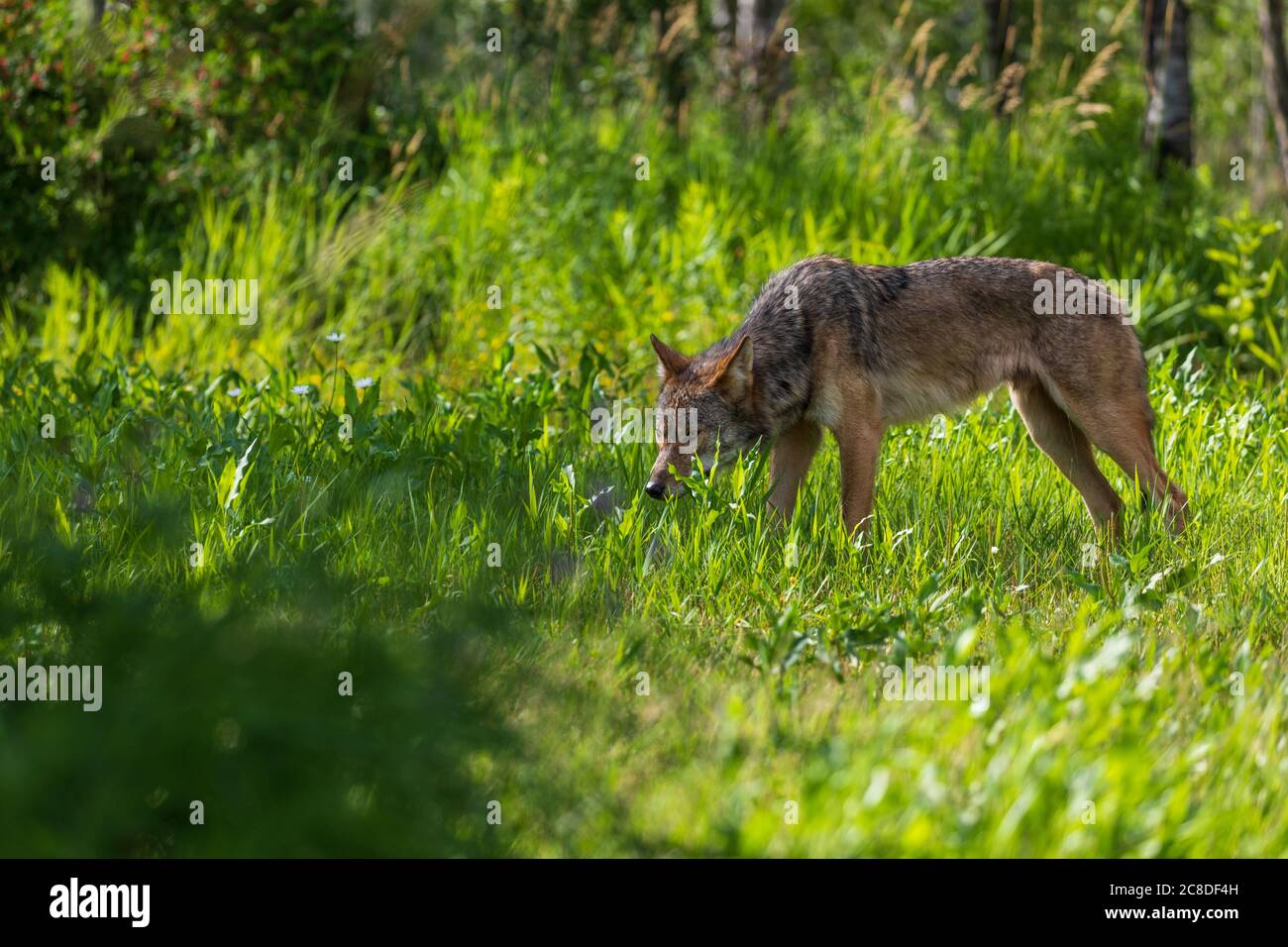 Gray wolf in northern Wisconsin Stock Photo - Alamy