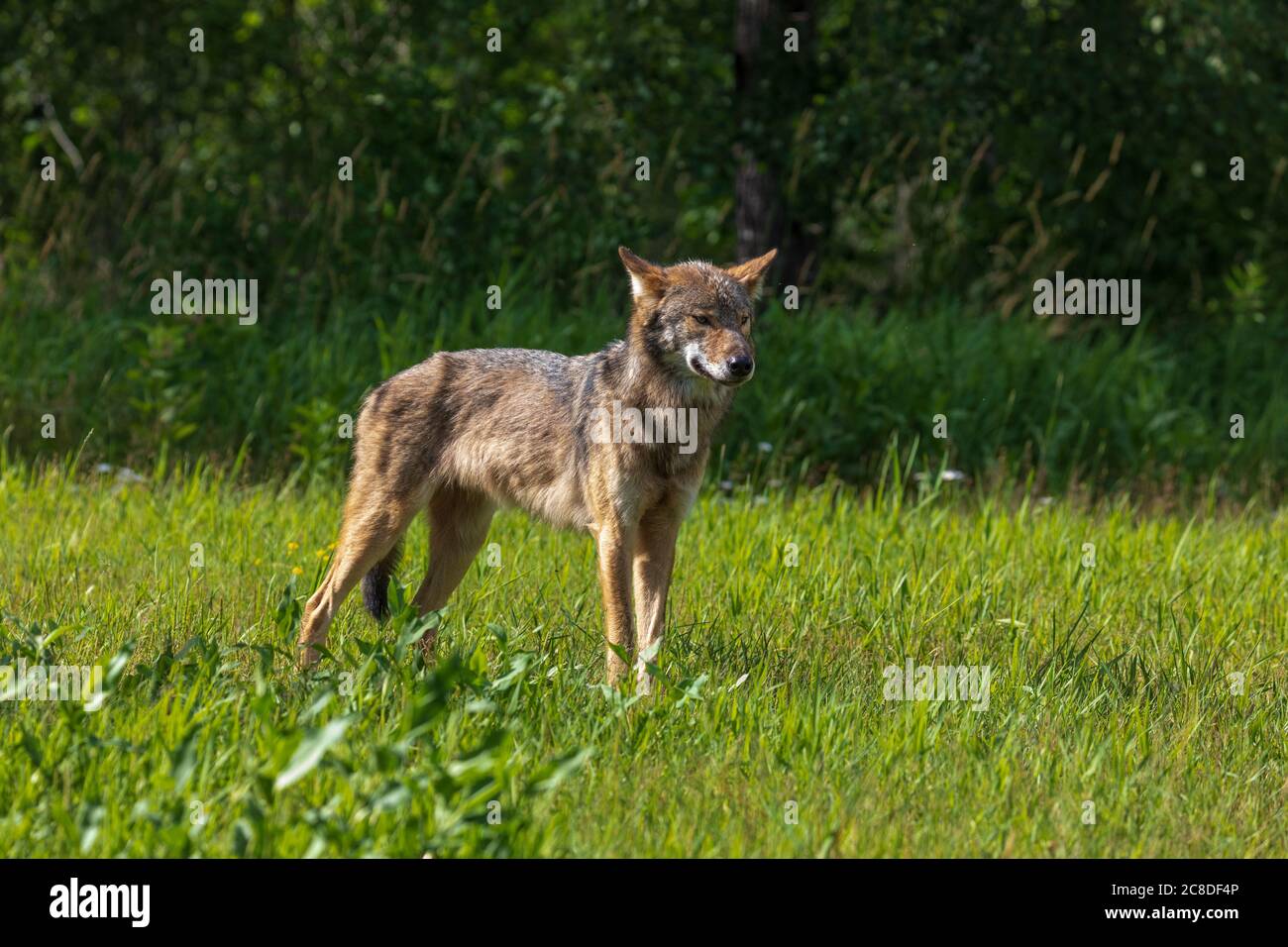Gray wolf in northern Wisconsin Stock Photo - Alamy