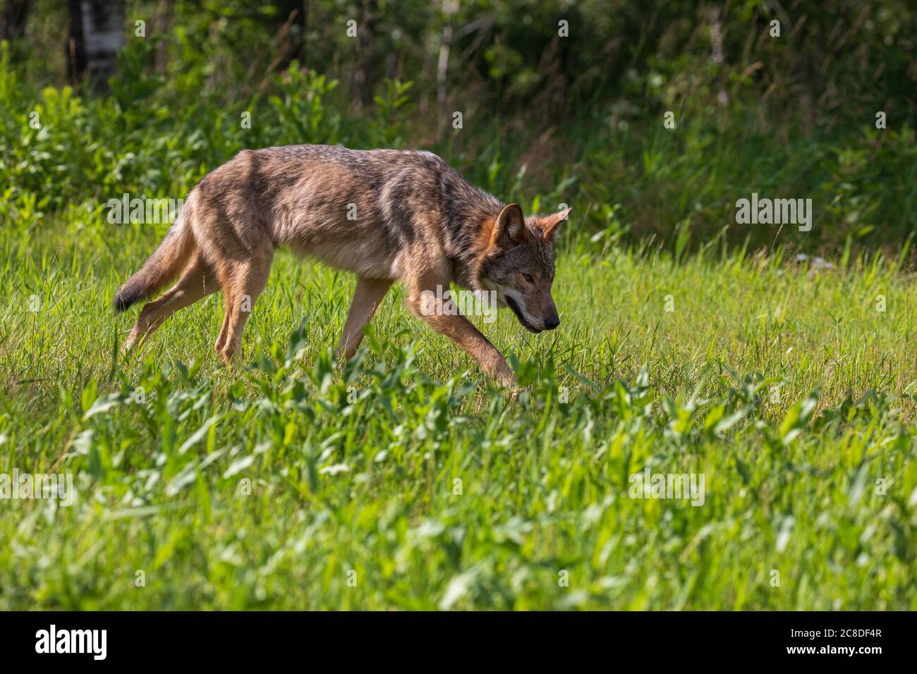 Gray wolf in northern Wisconsin Stock Photo - Alamy