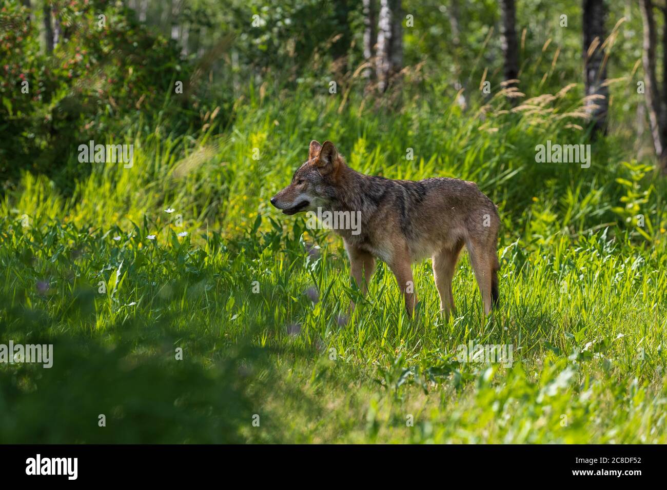 Gray wolf in northern Wisconsin Stock Photo - Alamy