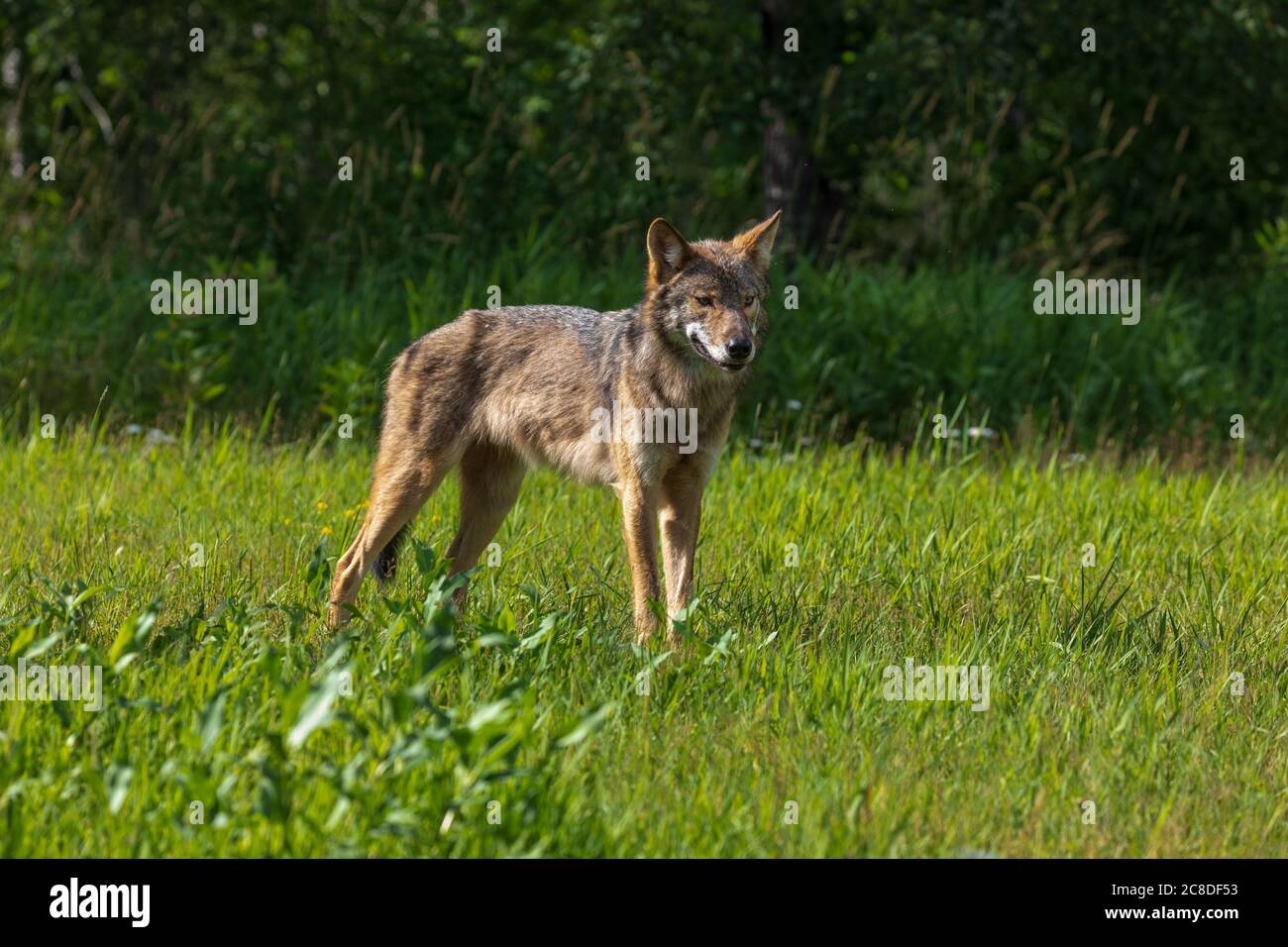 Gray wolf in northern Wisconsin Stock Photo - Alamy