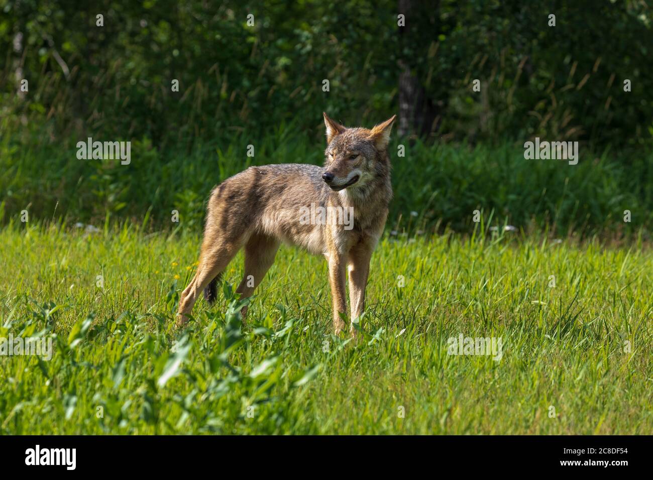 Gray wolf in northern Wisconsin Stock Photo - Alamy