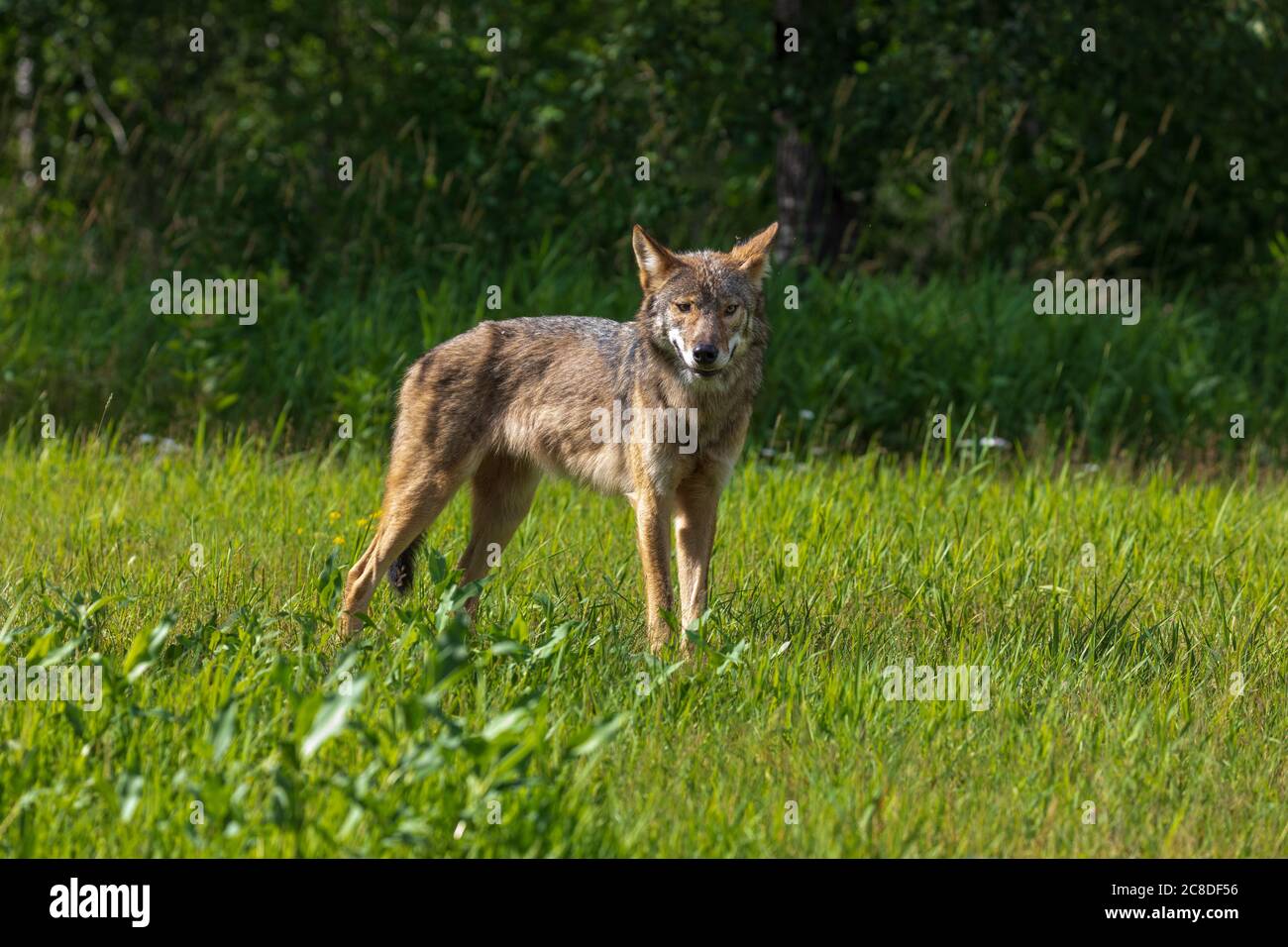 Gray wolf in northern Wisconsin Stock Photo - Alamy